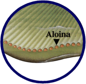 ALOE VERA: DIFERENCIAS A TENER EN CUENTA EN LA ELECCION DE PRODUCTOS ...