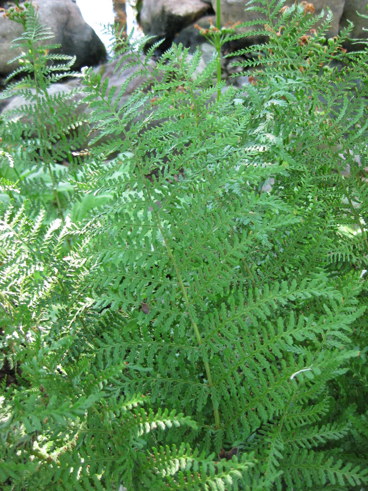 Rotary Botanical Gardens - Hort Blog: The Fern Garden Is Full Again