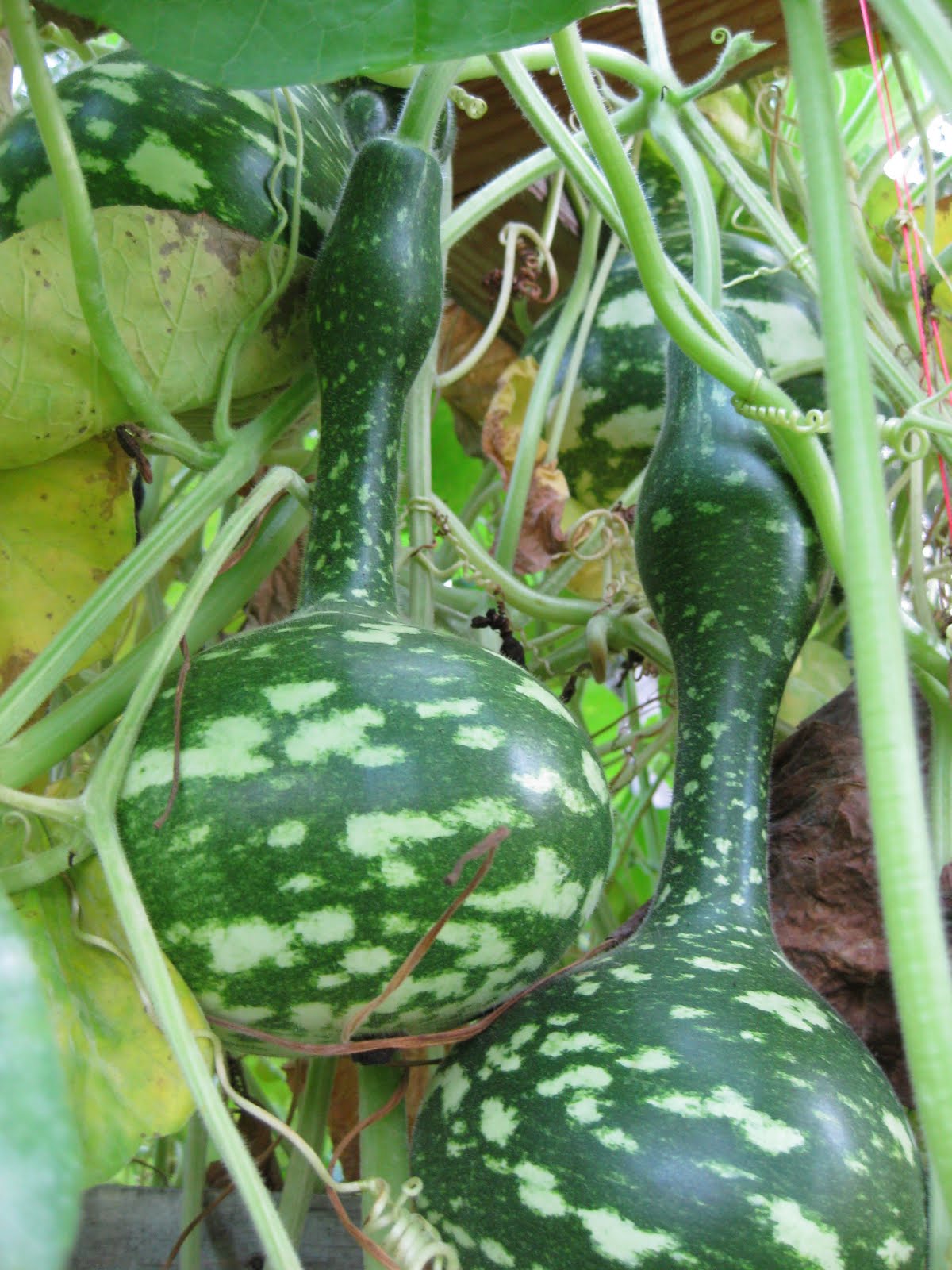 Rotary Botanical Gardens - Hort Blog: The Gardens Are Gourd-geous (Get It?)