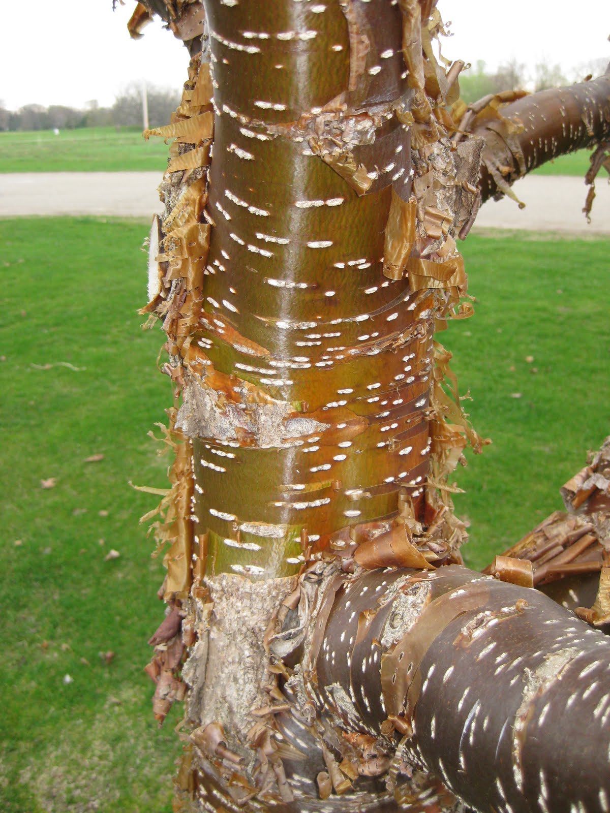 Rotary Botanical Gardens - Hort Blog: Winter Stems & Bark