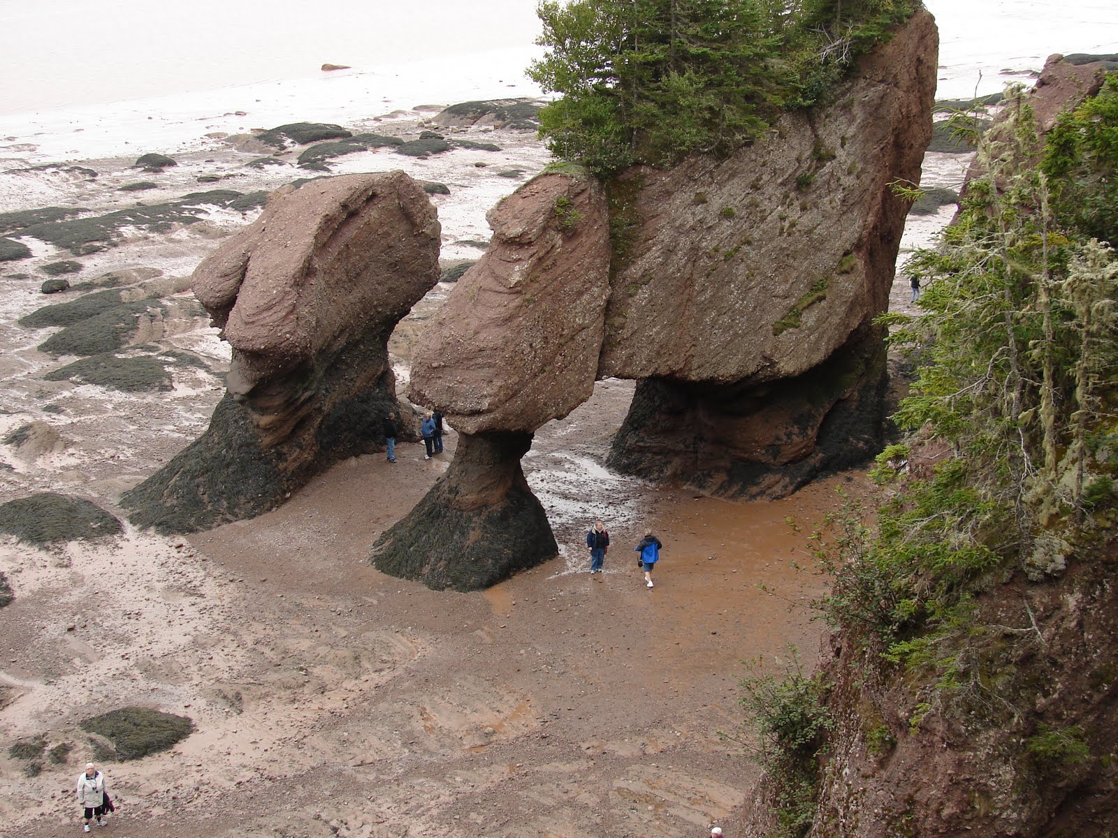 A Codger, Cutie, & a Cat: Bay of Fundy @ Hopewell Rocks (tide out)