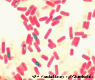BACILLUS SUBTILIS