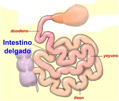 EL SISTEMA DIGESTIVO: SISTEMA DIGESTIVO