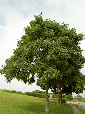 ANDIRA INERMIS - TROPICAL PLANT LIBRARY
