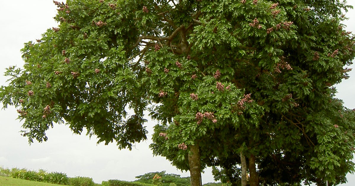 TROPICAL PLANT LIBRARY: ANDIRA INERMIS
