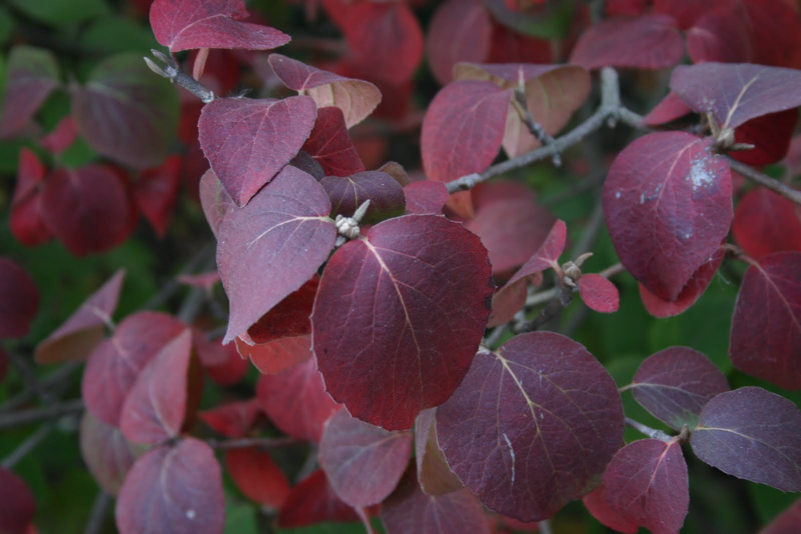 MIDWEST GROUNDCOVERS Display Gardens & Plant Trials: Annual Fall Color ...