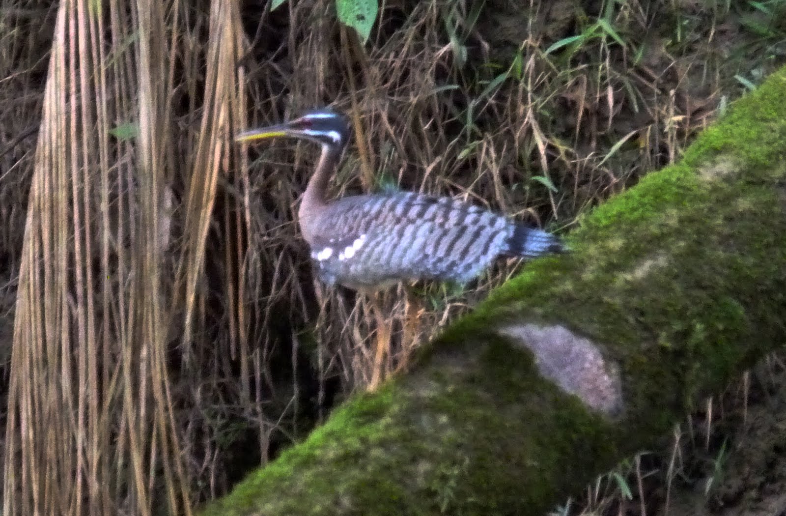 Birds on the brain: Birding Tiputini Biodiversity Station