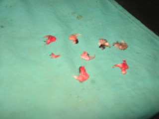 Veterinary Surgery: DECLAWING IN CAT (demonstration in class for 3rd ...