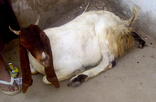 Veterinary Surgery: A glance to cesarean section in goat