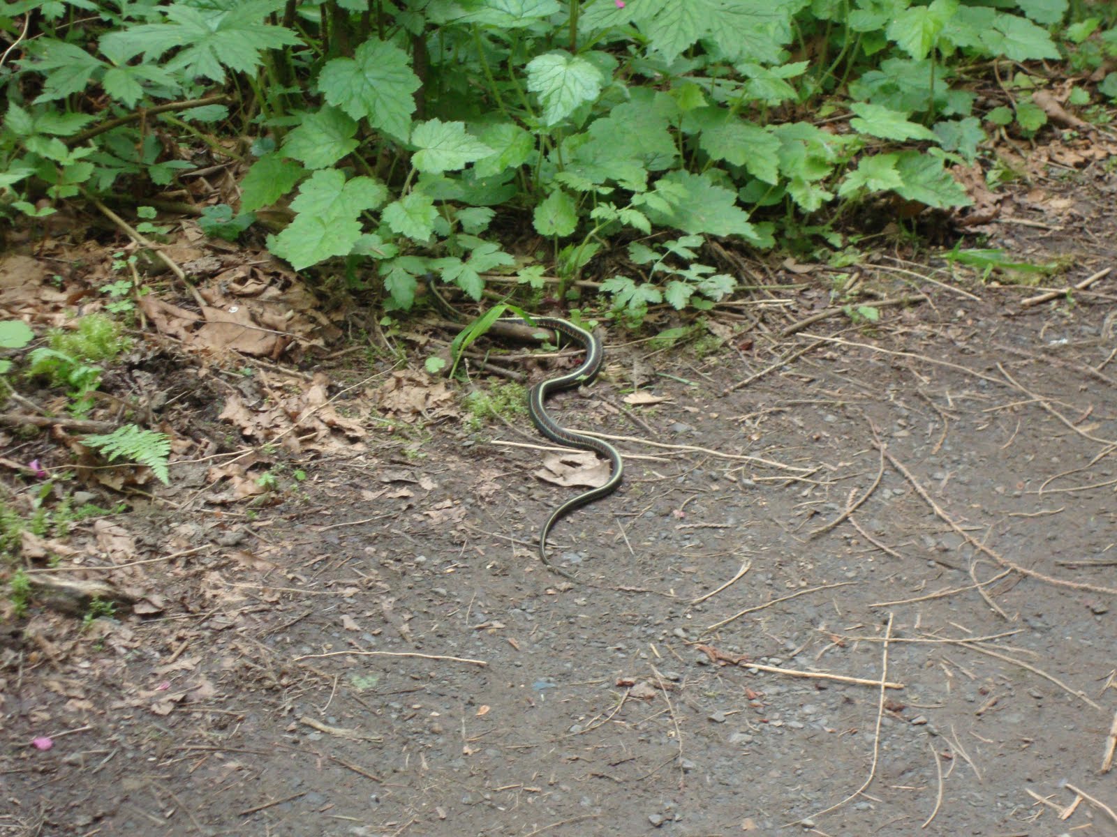 danger garden: Hitting the trail