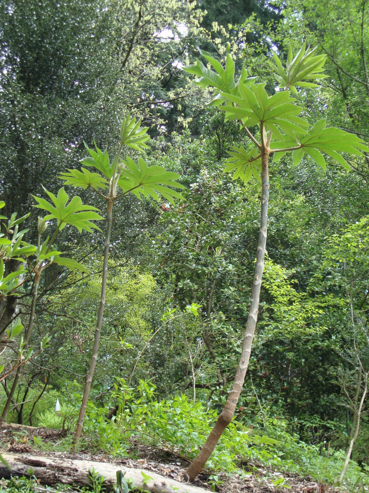 danger garden: Leach Botanical Gardens and plant sale
