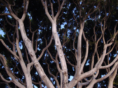 danger garden: The Streets of Santa Barbara