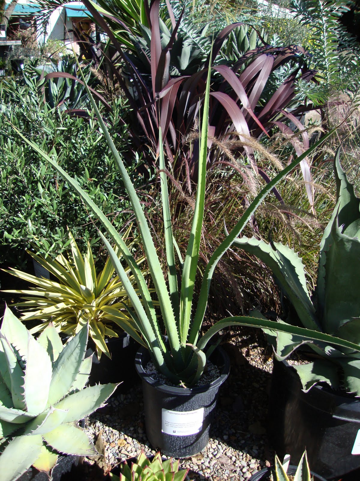 danger garden: Furcraea, the coolest plant you’ve never heard of...