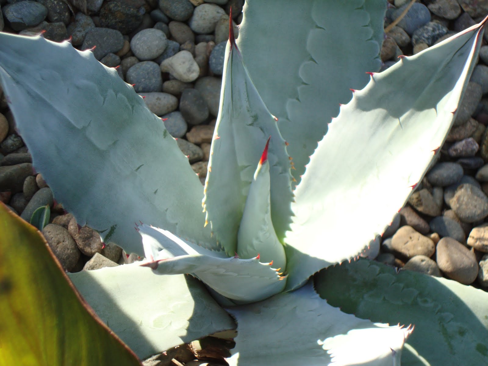 danger garden: It’s a bit of a gloomy game…