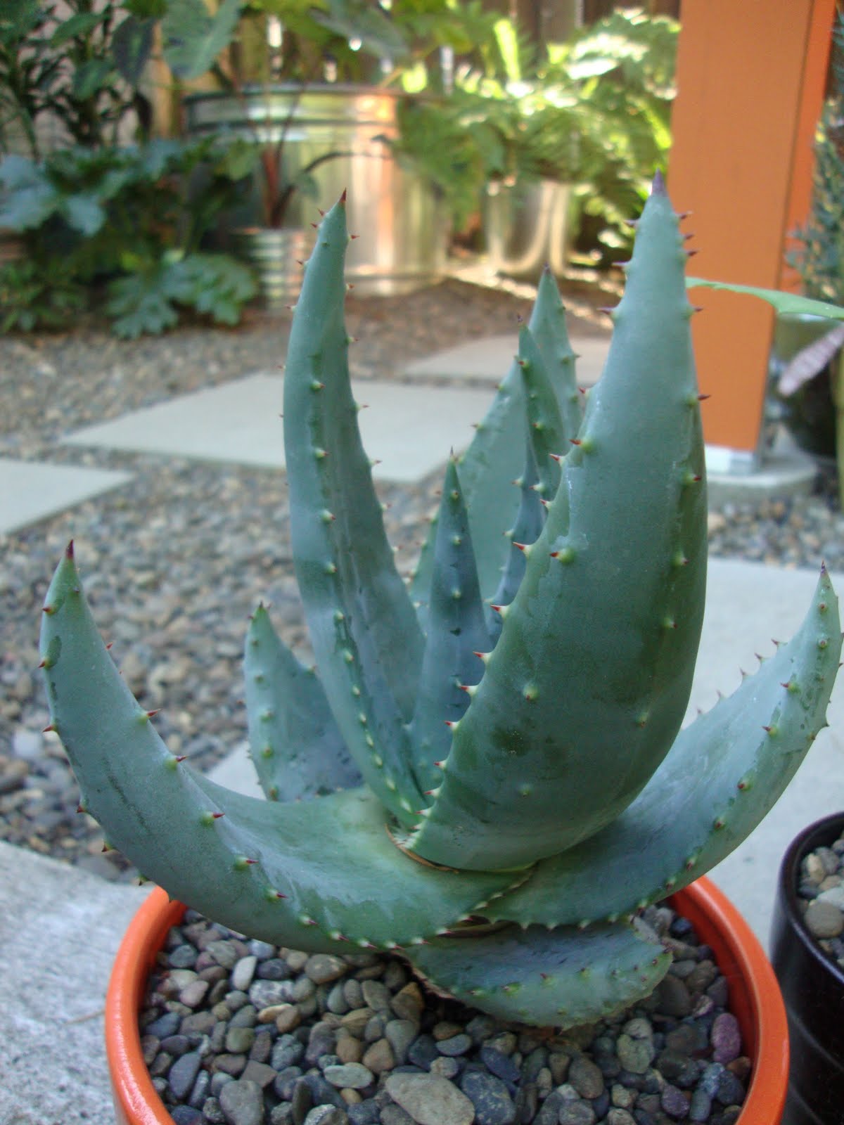 danger garden: Aloes in Southern Africa