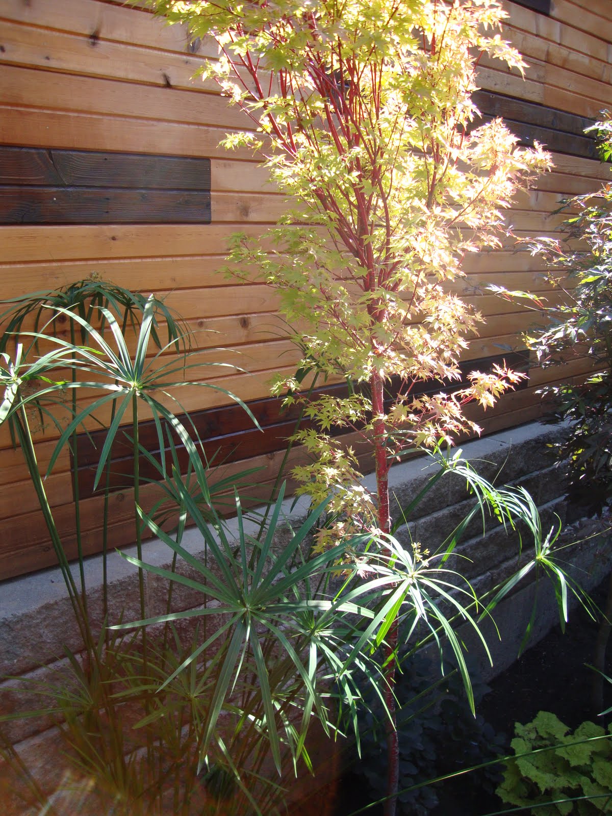 danger garden: Produce Row