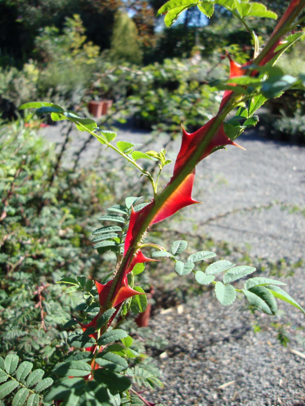 danger garden: The Parking Lot Sale at Cistus (subtitled) OMG I bought ...