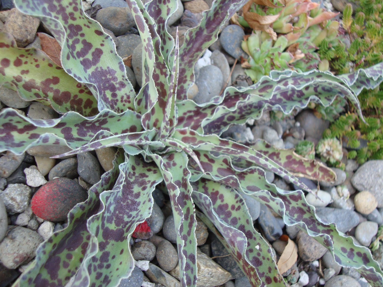 Manfreda undulata 'Chocolate Chip' | False Agave| plant lust