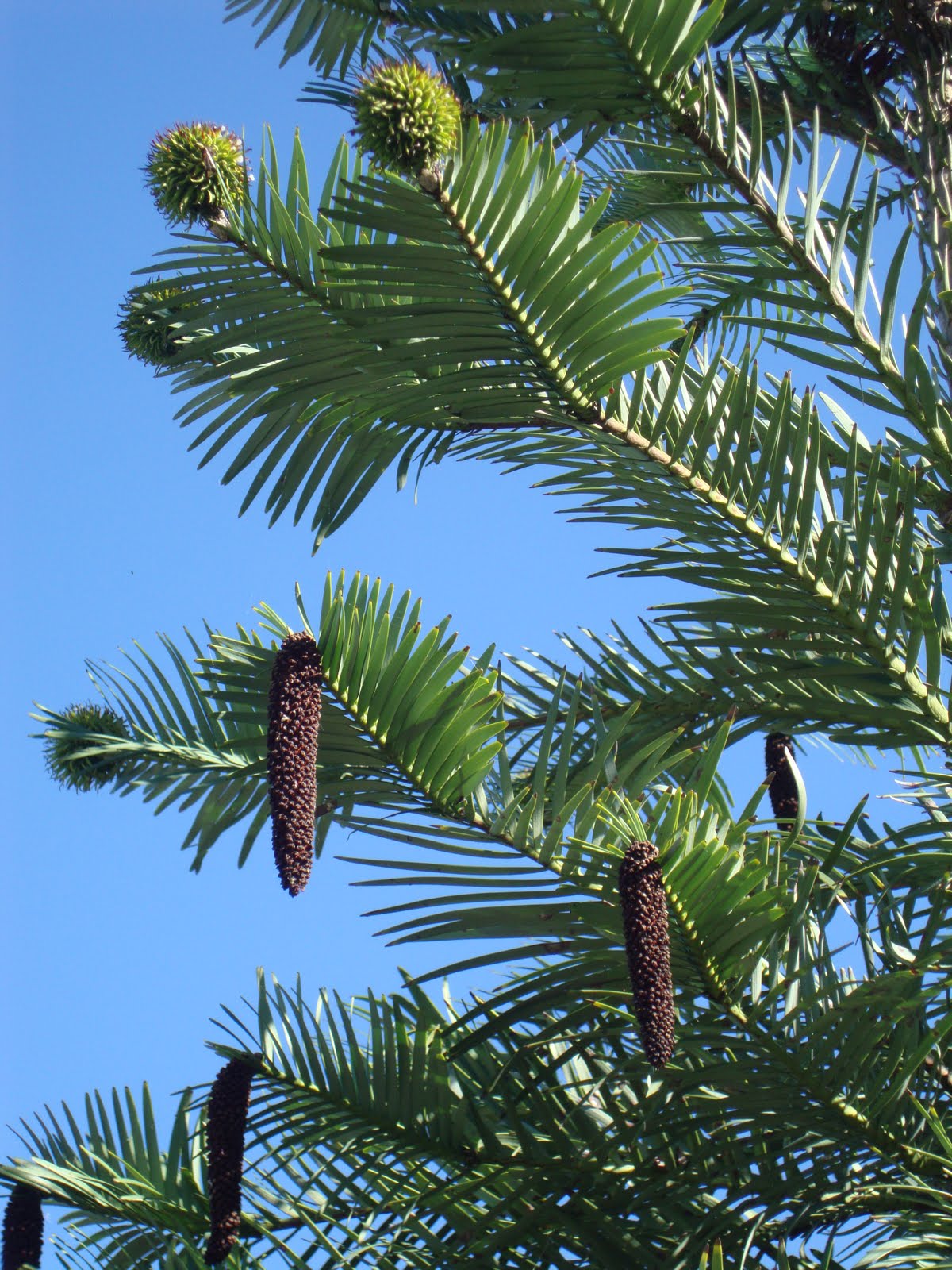 danger garden: The UBC Botanical Garden, Part 1
