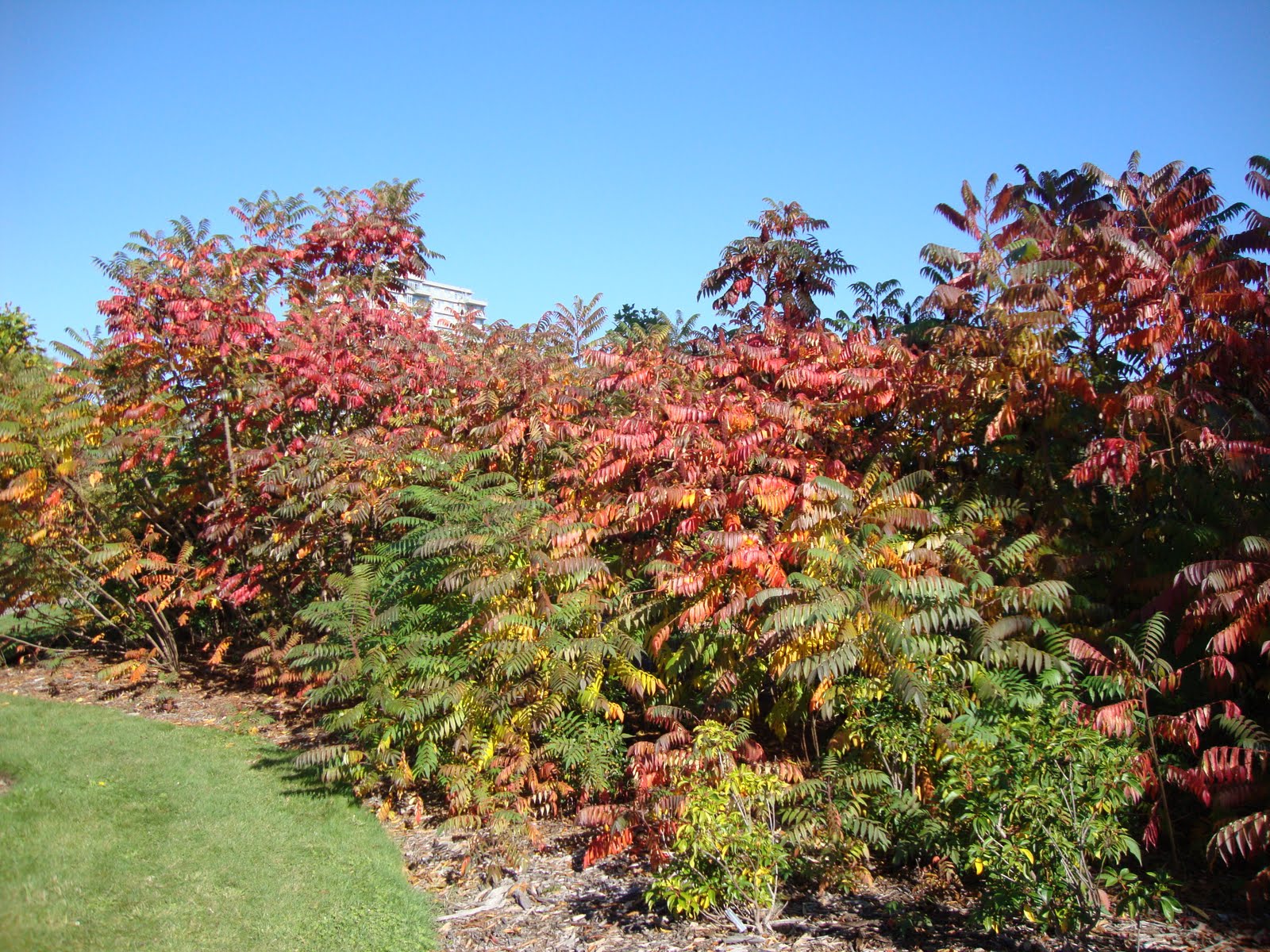 danger garden: The UBC Botanical Garden, Part 2