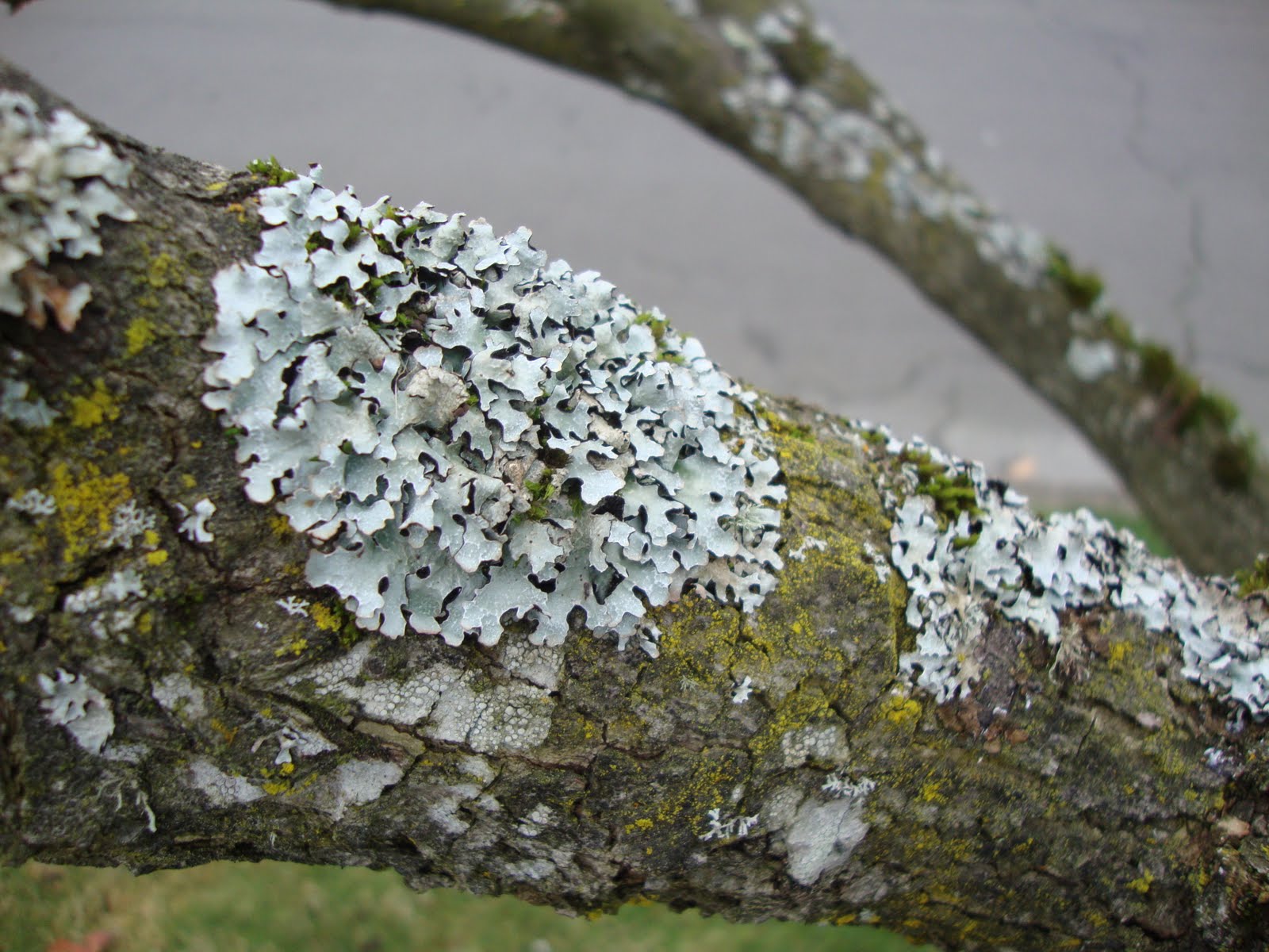 danger garden: Honey check out the crusty trees!