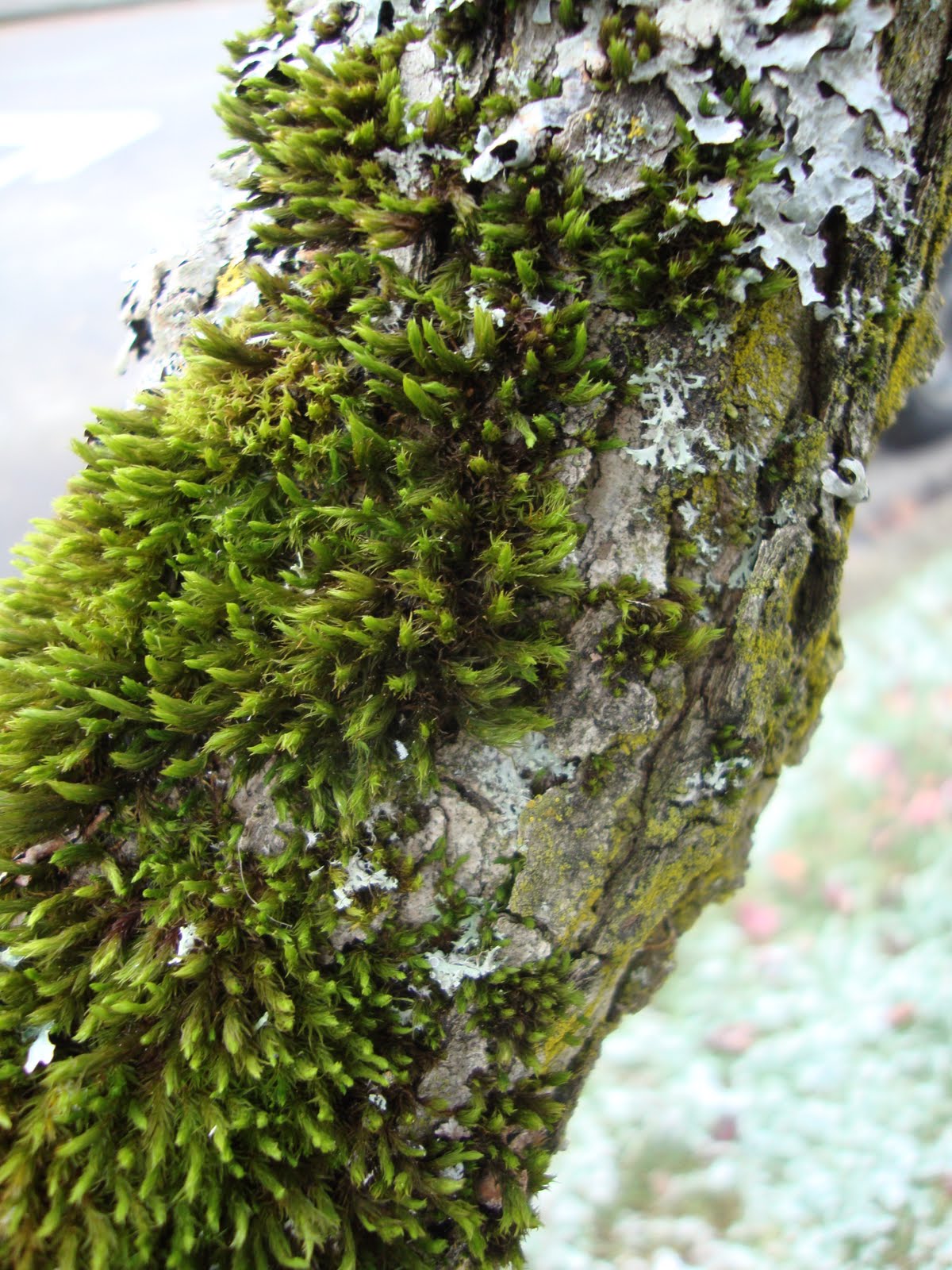 danger garden: Honey check out the crusty trees!