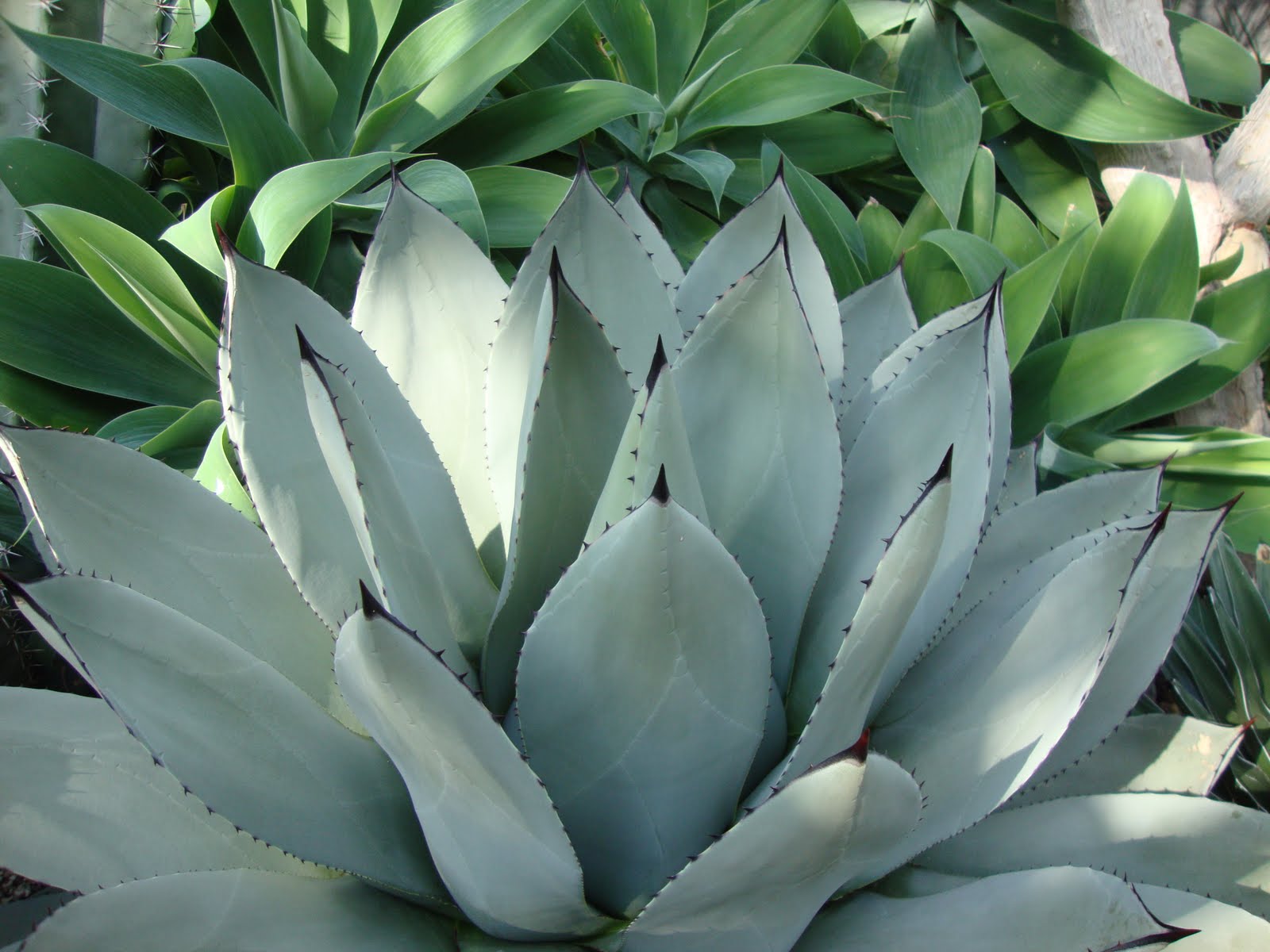 Agave parryi var. truncata| plant lust