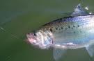 fhnw: Columbia river Shad fishing Oregon
