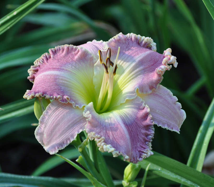 Creating Interest: Daylily Blue
