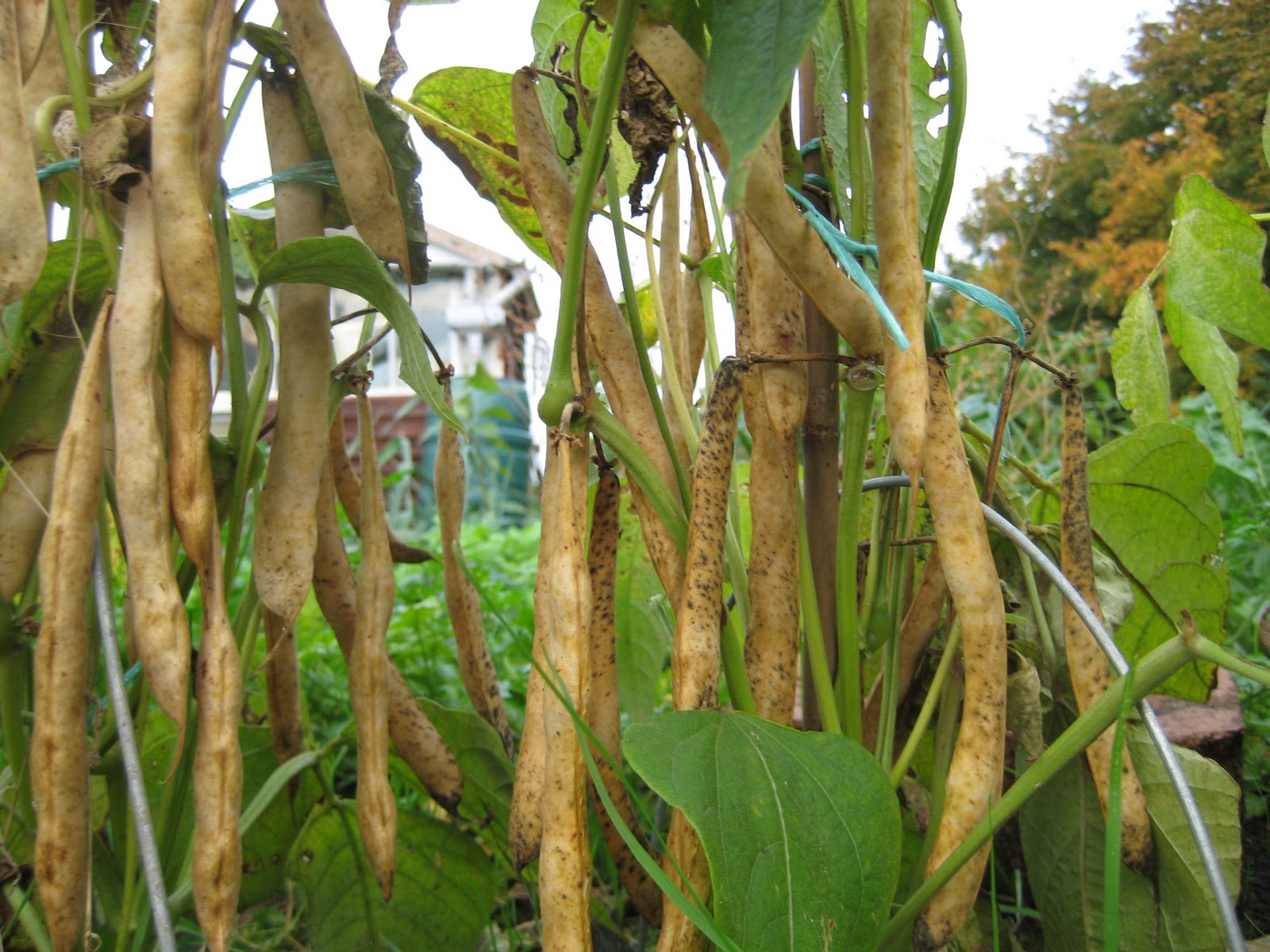 Mal's Allotment: Bean Bonanza