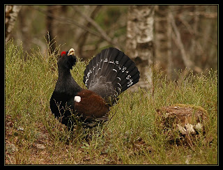 NATUR I BILDER: Tiur