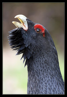 NATUR I BILDER: Tiur