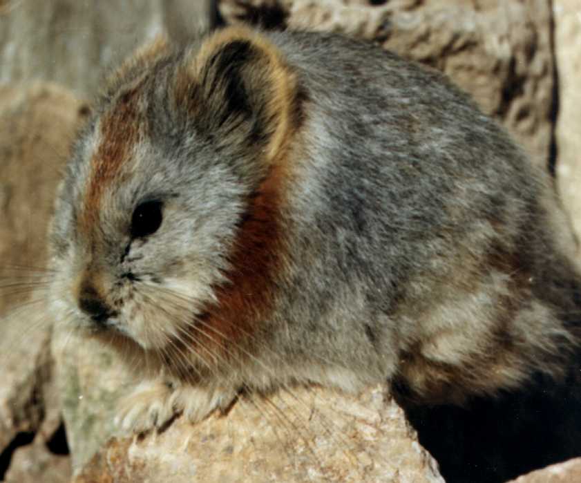 Endangered Strangers: Ili Pika