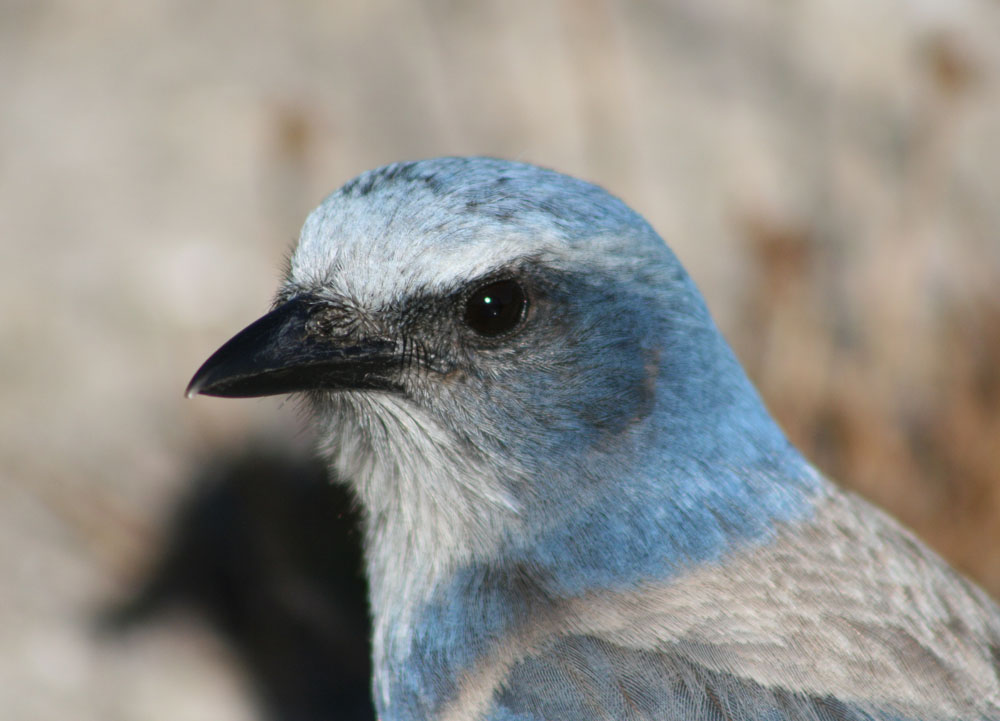 Vickie Henderson Art: Florida Scrub-Jays--A Specialist Species