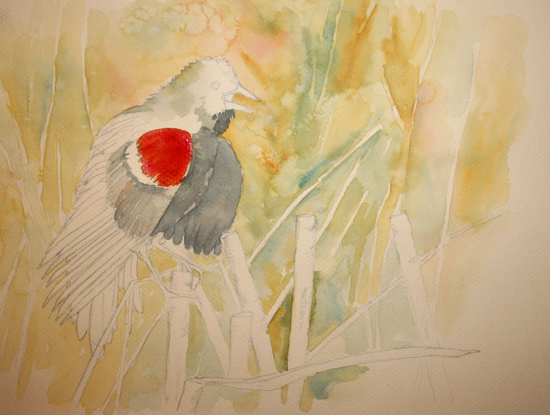 Vickie's Sketchbook: The Fun of Painting a Red-winged Blackbird