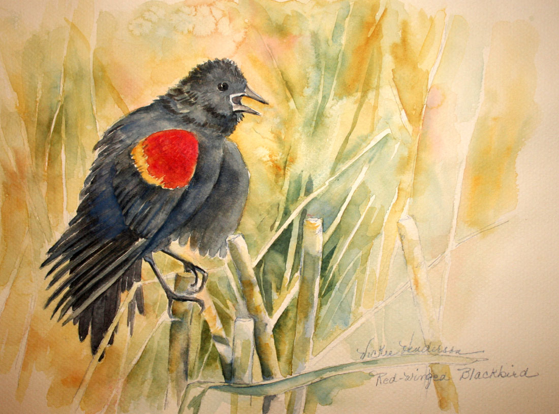 Vickie's Sketchbook: The Fun of Painting a Red-winged Blackbird