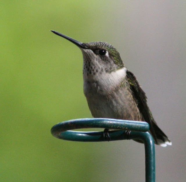 Vickie Henderson Art: Ruby-throated Hummingbird Migration--Part II