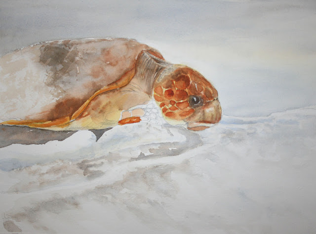 Vickie's Sketchbook: Painting a Loggerhead Sea Turtle--Part II