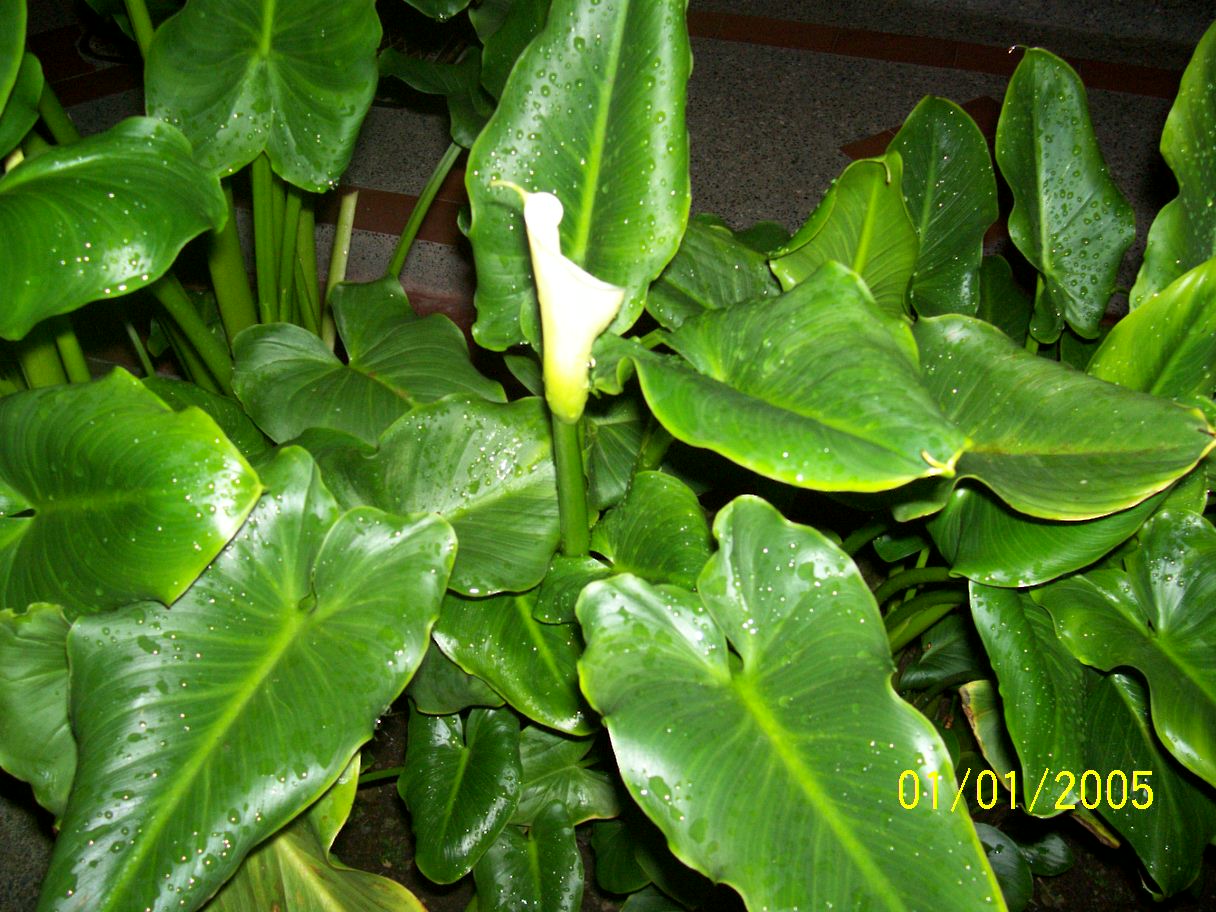 Proyecto de plantas ornamentales: Cartucho