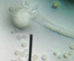 Microbiology ~ Prapatan SPS