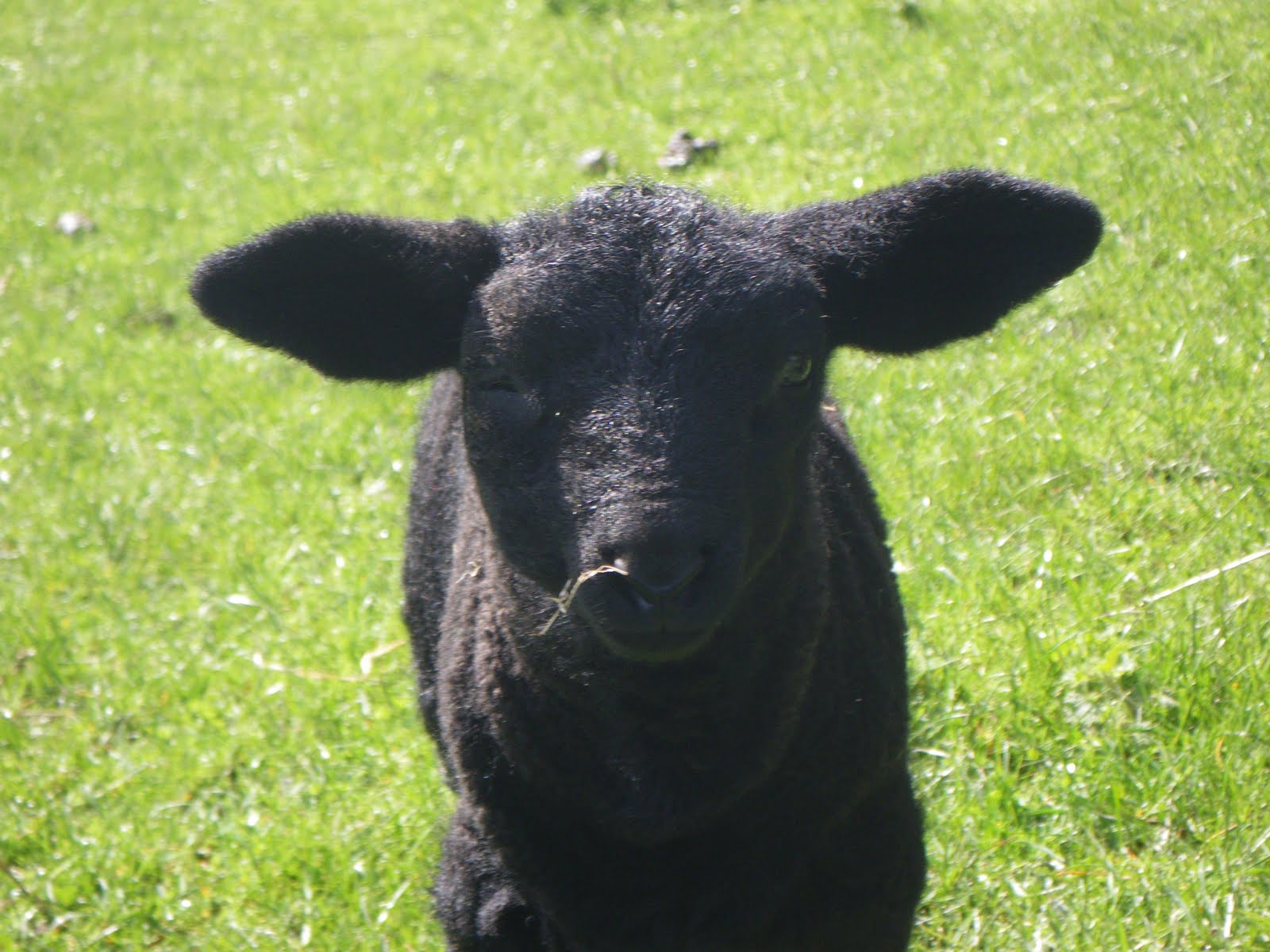 A year in the life of.....: Entropion and treatment in lambs - photos