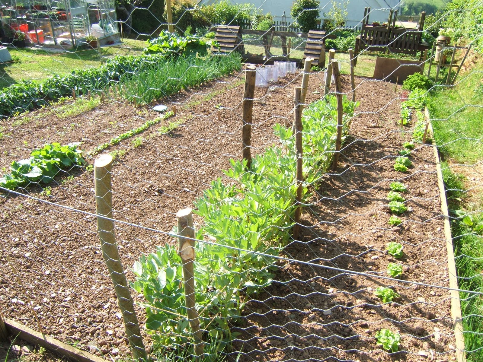 A year in the life of.....: Vegetable patch
