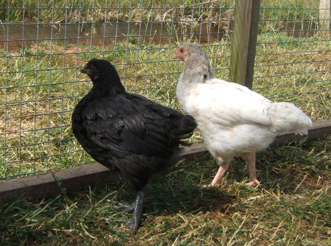 Bellecross Hens: Indian Game cross chicks 7- 8 weeks photos