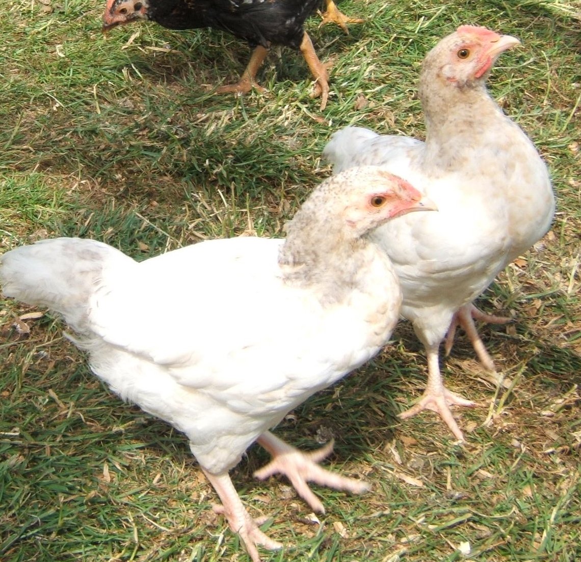 Bellecross Hens: Indian Game cross chicks 7- 8 weeks photos