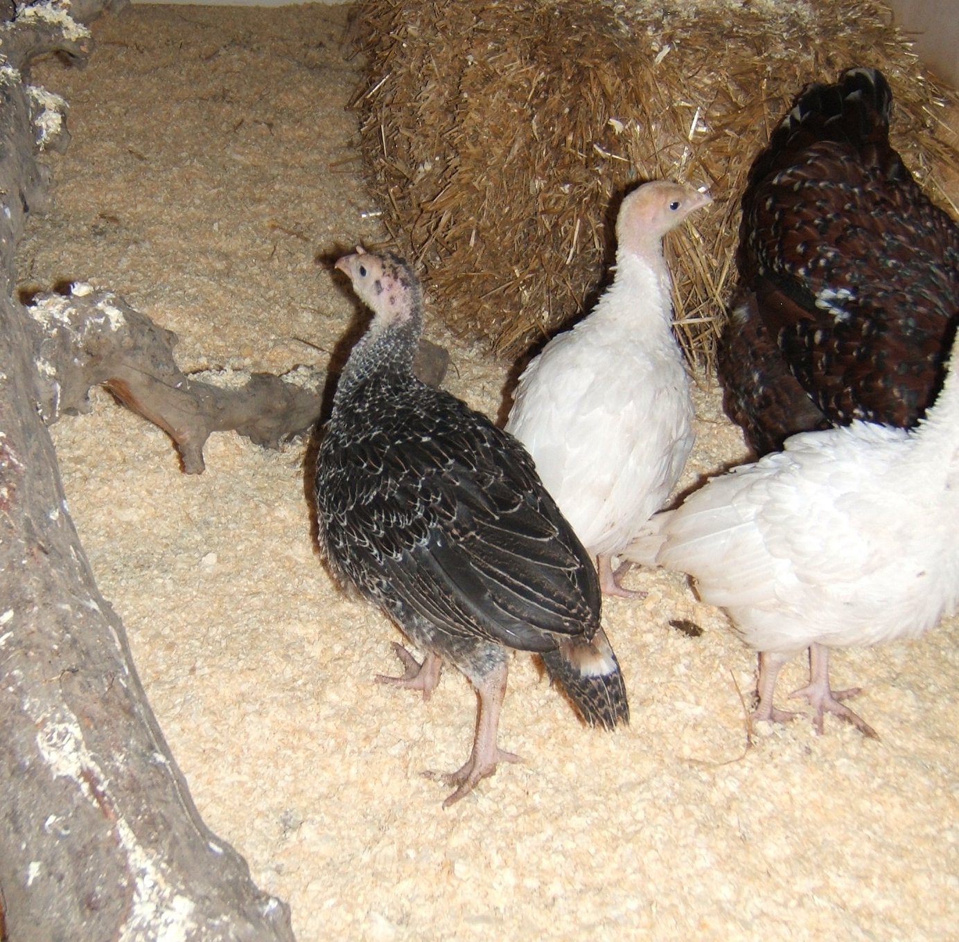 Bellecross Hens: Turkey Poults - 6 weeks