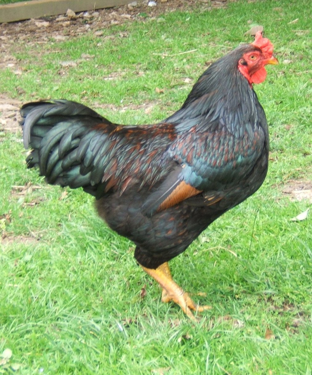 Bellecross Hens: Table birds