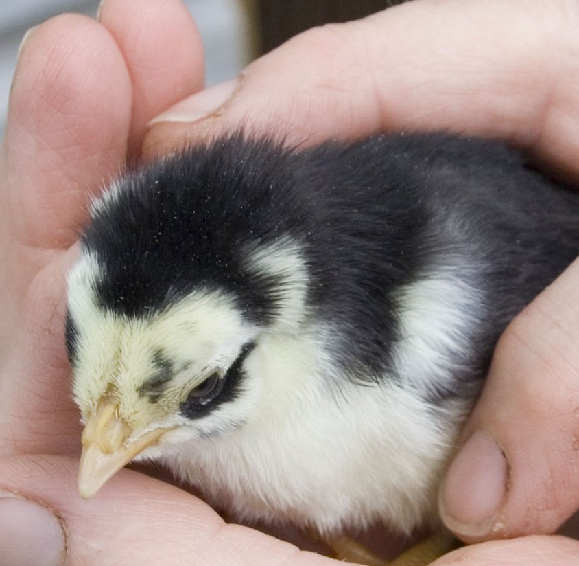 Bellecross Hens: Update on Indentifying Sex of Exchequer Leghorns