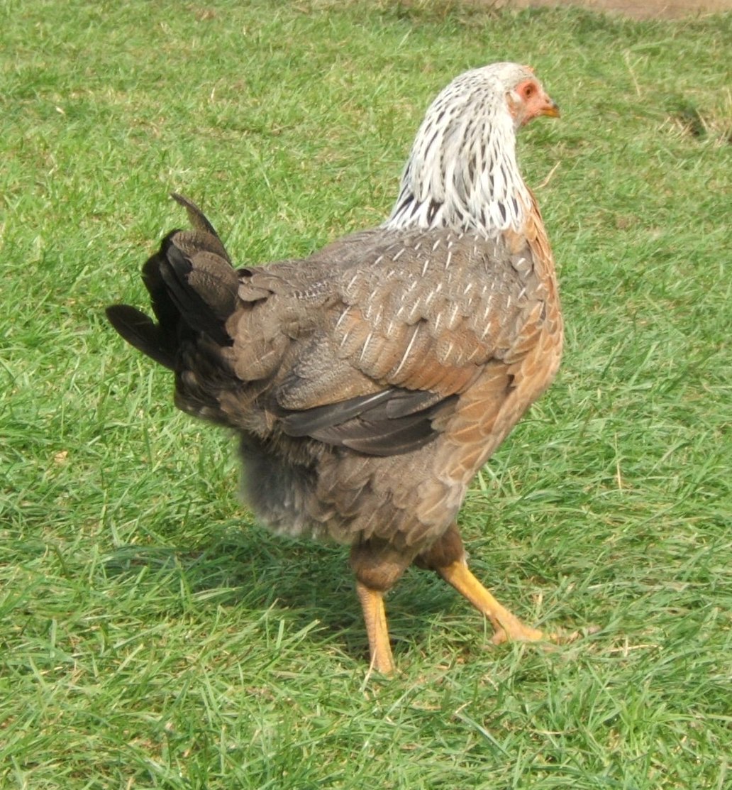 Bellecross Hens: Gold Duckwing Welsummer - For sale