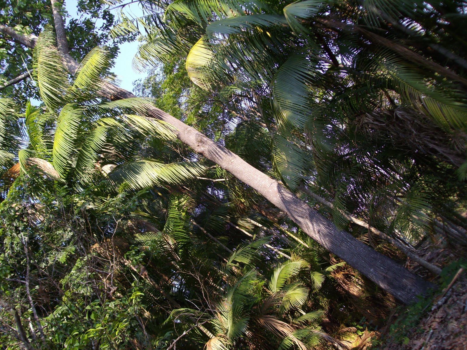 Imagens da Amazônia: Castanheira