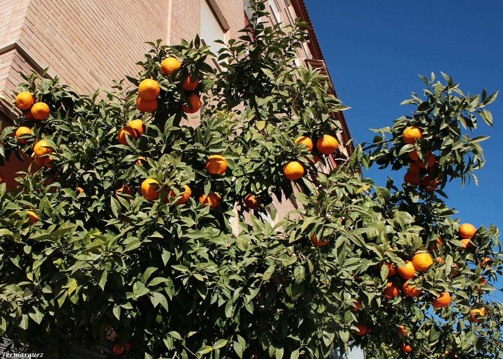 Margil Dibó: Naranjas bordes